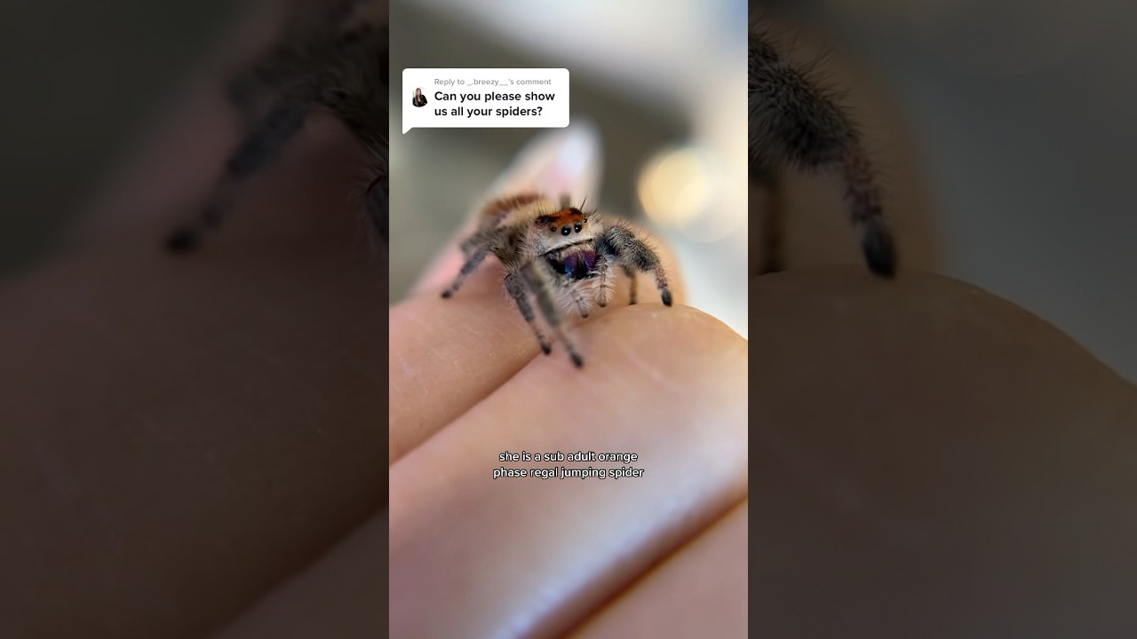 Meet my jumping spiders and explore their tiny home