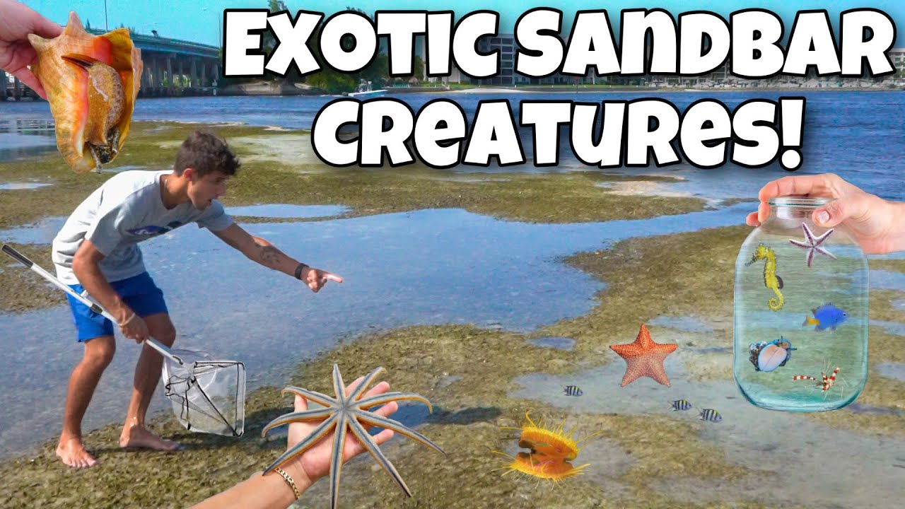 Catching SEA CREATURES Off SANDBARS For My AQUARIUM!!
