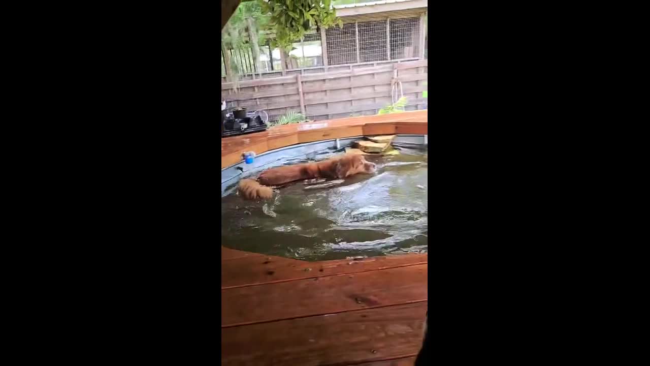 Toller happily joins duck pond, but ducks aren’t thrilled in Davie ...