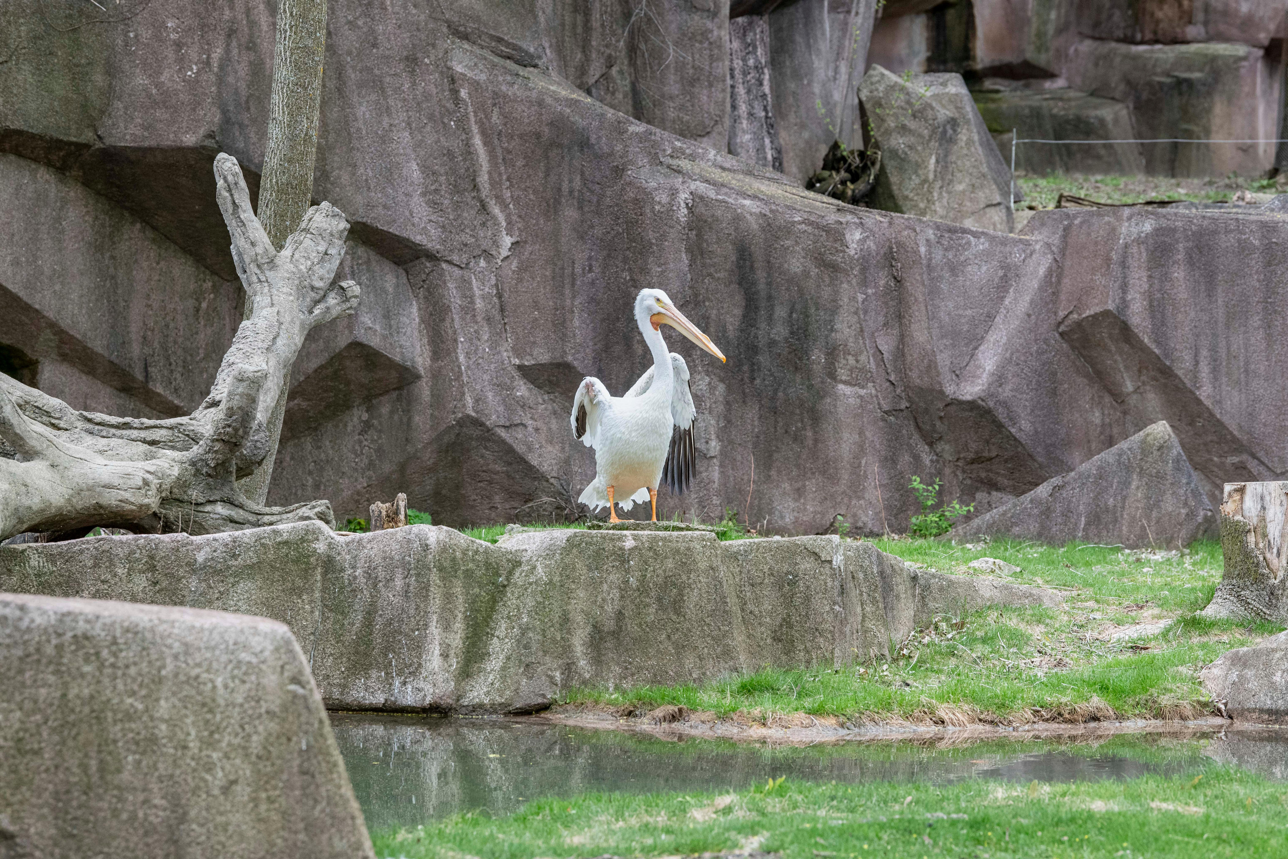 Injured, rescued pelican finds new home at Milwaukee County Zoo