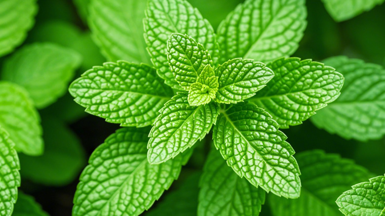 13 Steps To Take To Prevent Mint From Taking Over Your Garden