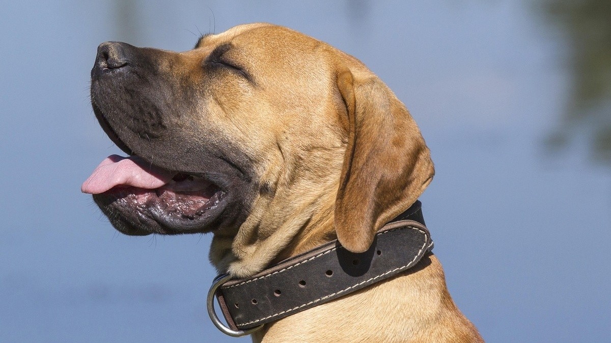 ¿Tu perro se está haciendo mayor? Estos 8 consejos facilitarán su cuidado