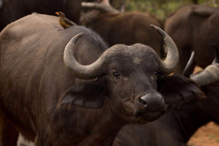 American man killed by buffalo he was tracking during South Africa ...