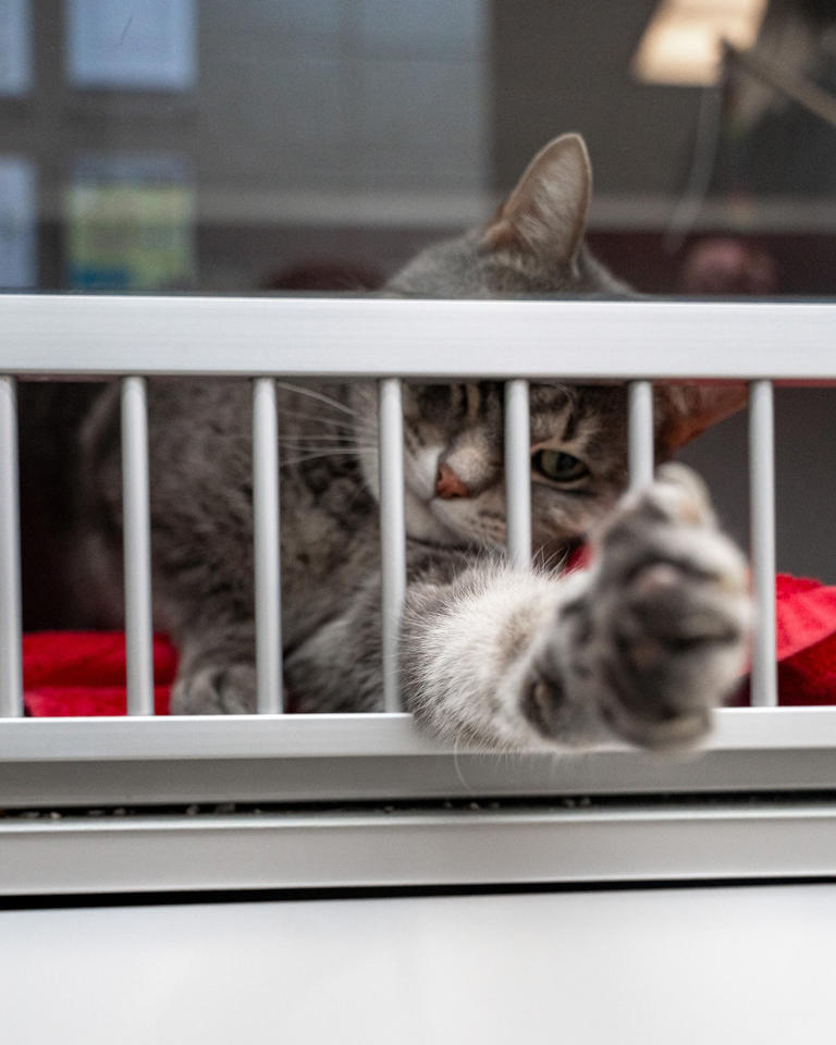 Meet Aiden: Lower Bucks County's Shelter Pet Of The Week