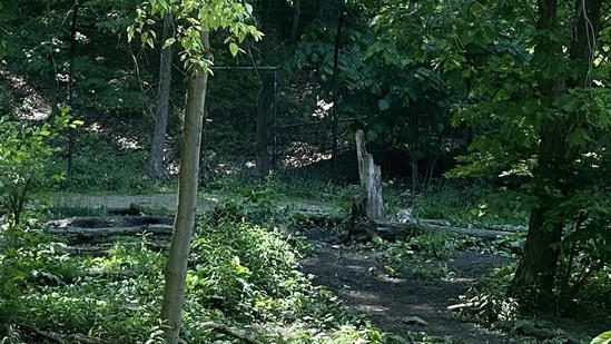 Optical illusion challenge: Can you spot the camouflaged wolf hiding in ...