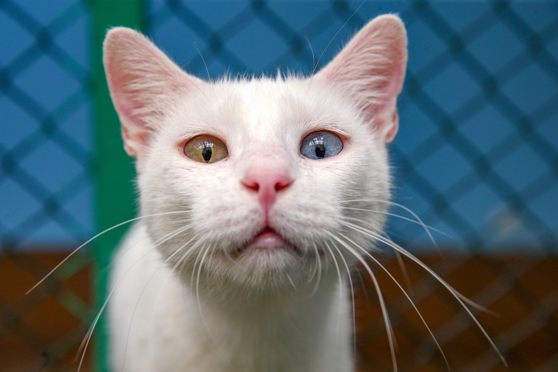 The most playful cat breeds around