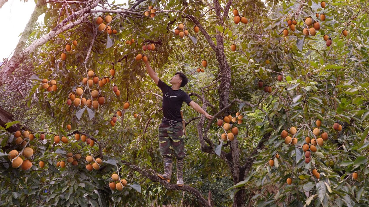 From Garden to Market: Harvesting Persimmons & Growing Veggies on New Land