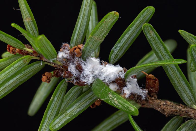 Hemlock woolly adelgid invades Lake Champlain, Great Sacandaga Lake