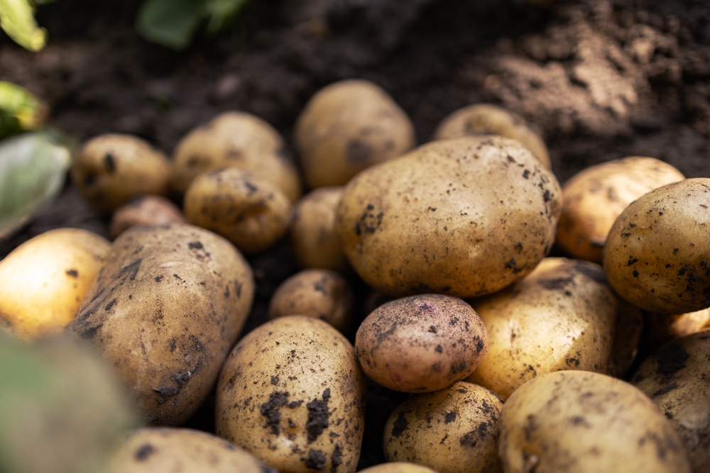 New Research: One Type of Potato Can Raise Your Diabetes Risk by 20 Percent