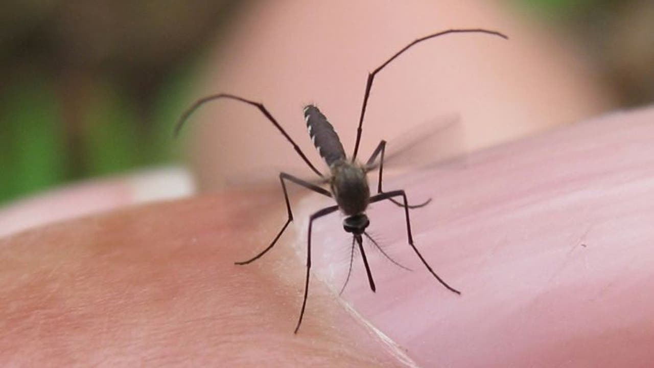 Williamson County mosquito trap tests positive for West Nile virus