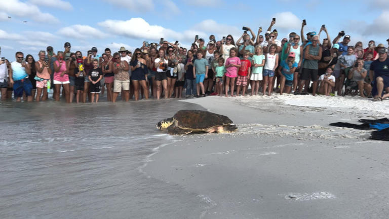 Gulf World Marine Institute releases sea turtle back into the Gulf