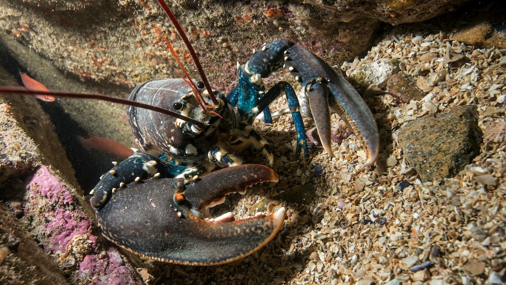 Did You Know? Theoretically, Lobsters Could Be Immortal