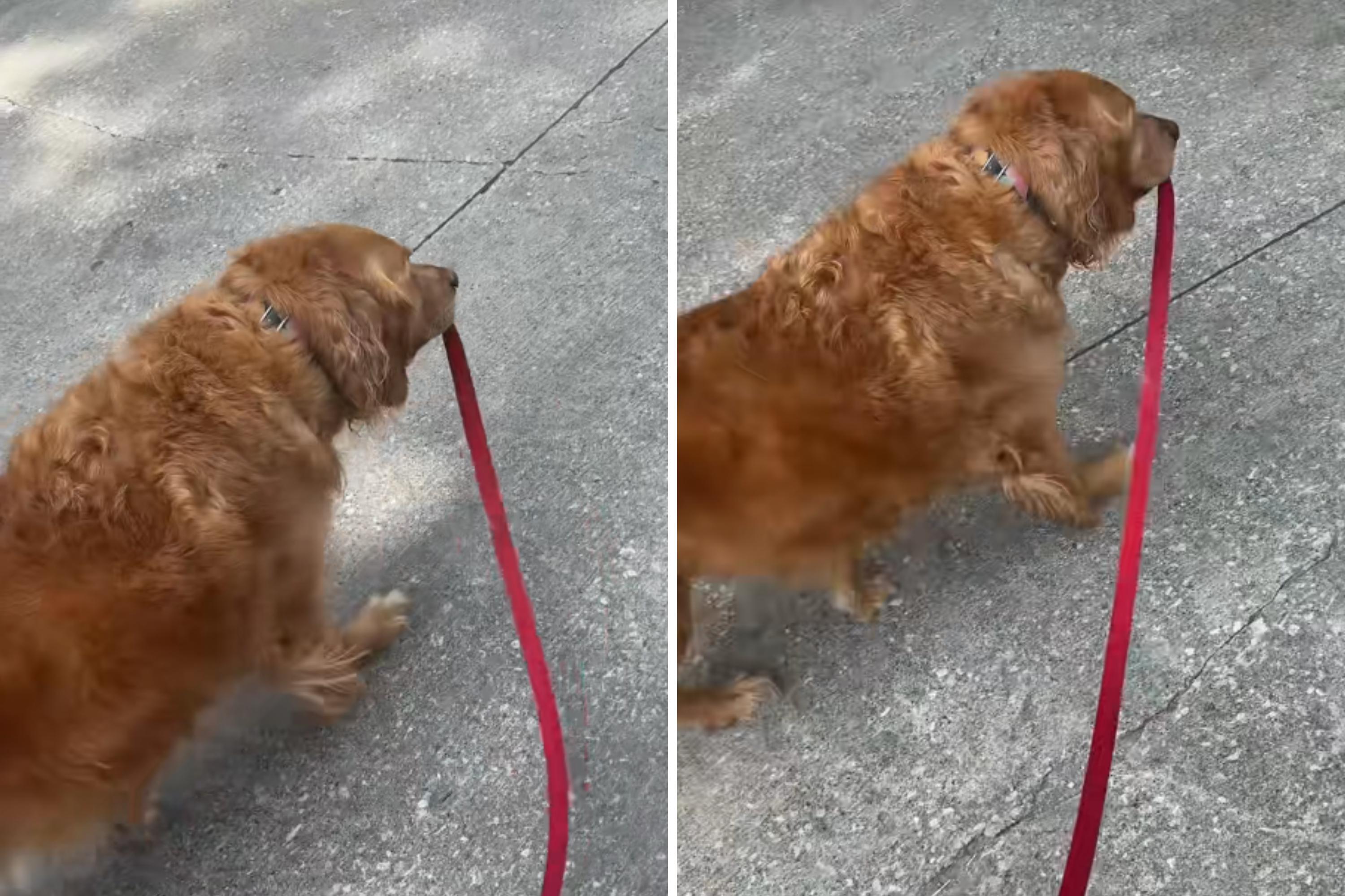 Golden not happy with dog-walker's route—takes things into his own hands
