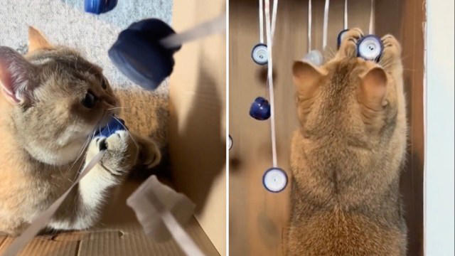 Cat owner shares clever hack using old water bottle lids: 'This is so ...