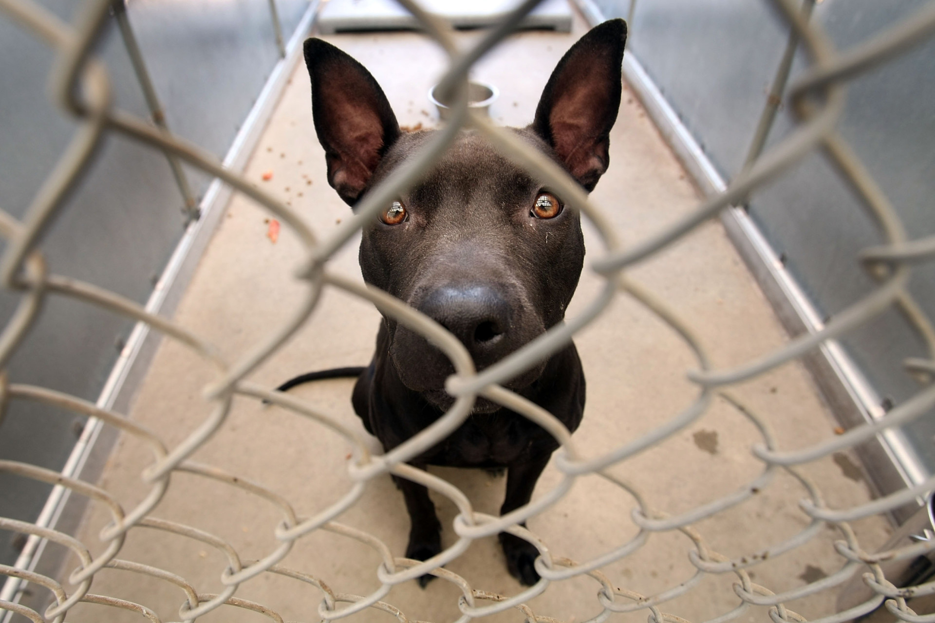 Why are some people afraid of animals?