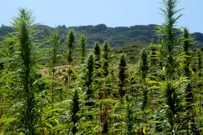 Moroccan cannabis strain «Beldiya» found more chemically stable than ...