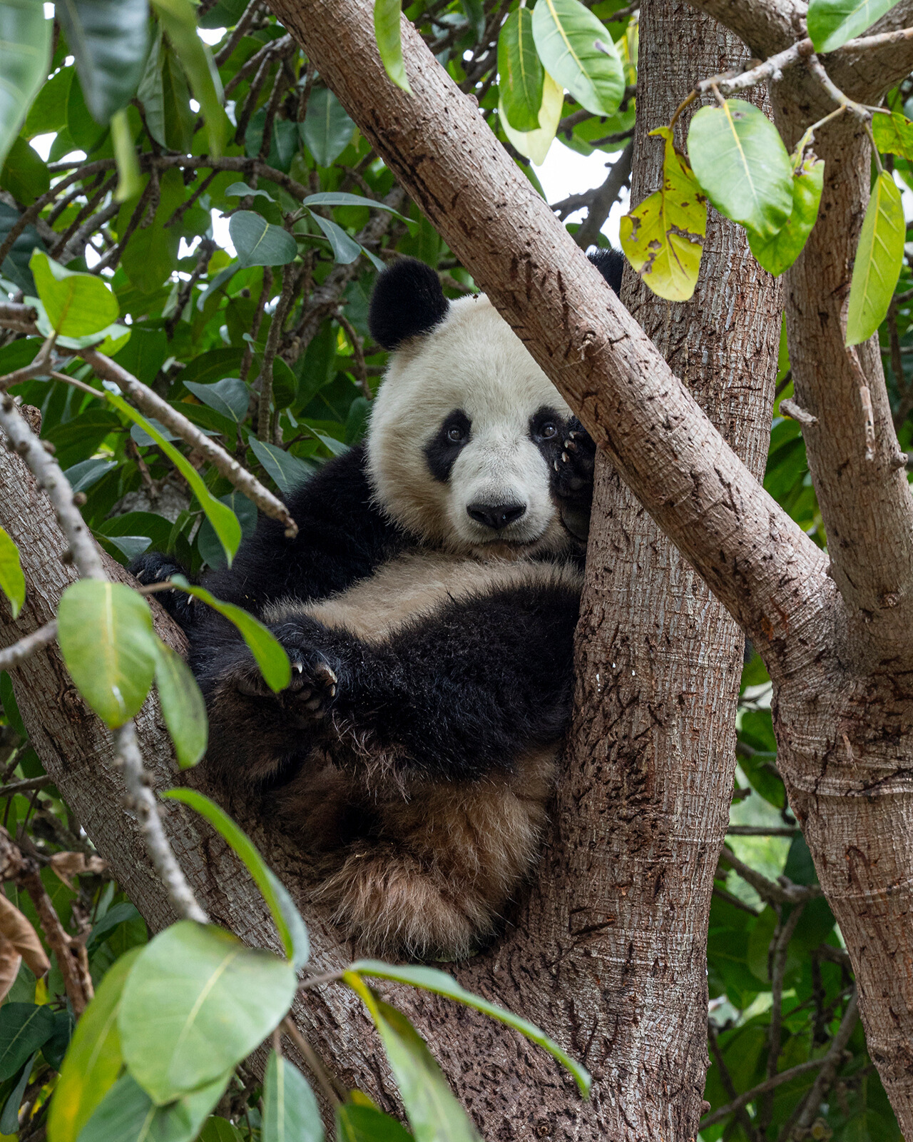 It's been one year since the Giant Pandas arrived at the San Diego Zoo