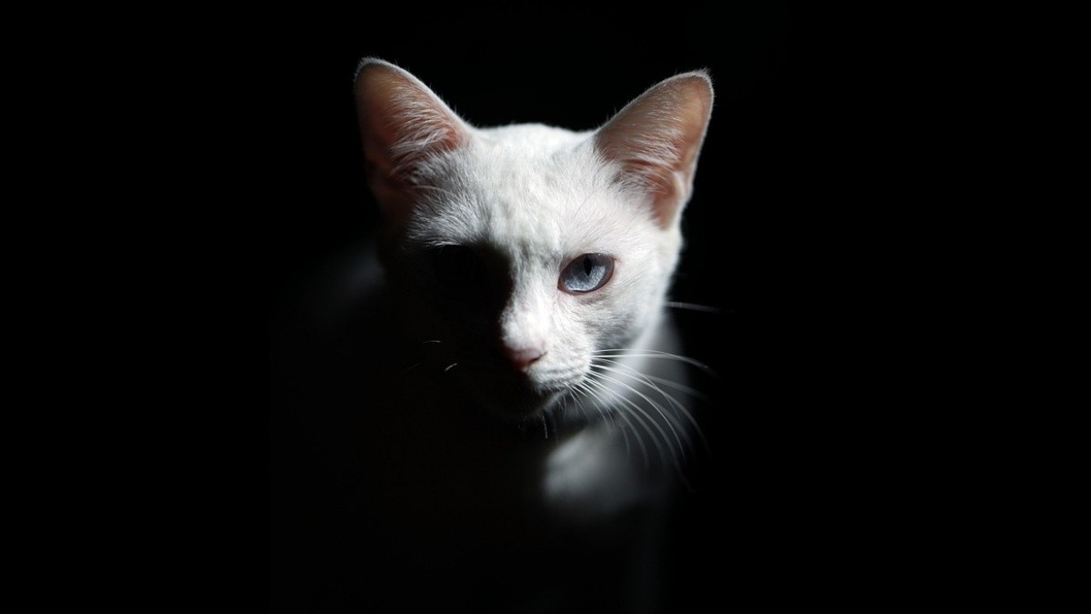 Expertos revelan cuánto tiempo tarda un gato en dejar de recordar a su ...