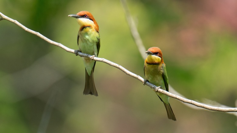 Attract Hummingbirds, Butterflies, Songbirds & Bees With One Plant That ...