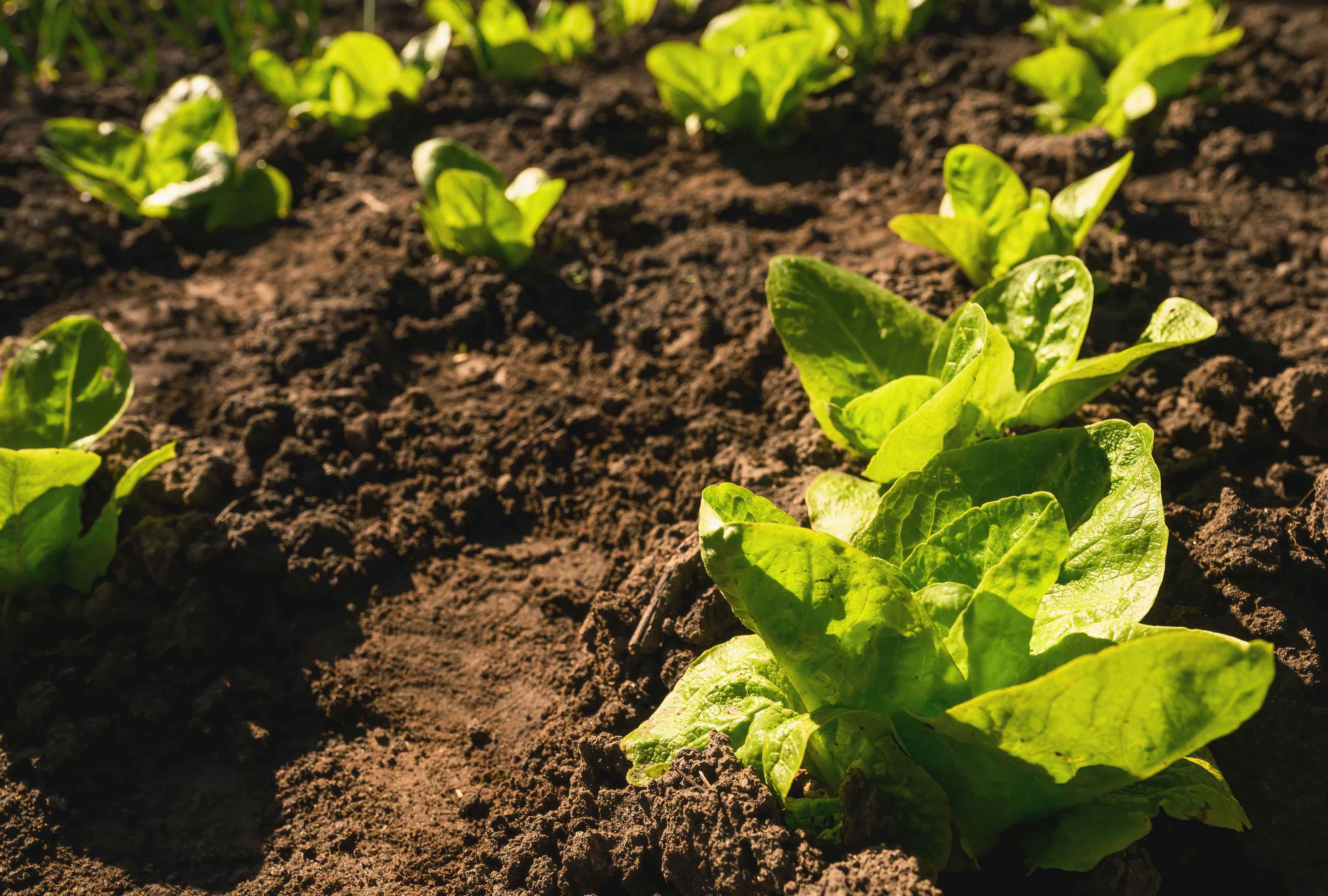 The 5 Best Natural Fixes for Clay Soil, According to Gardening Experts