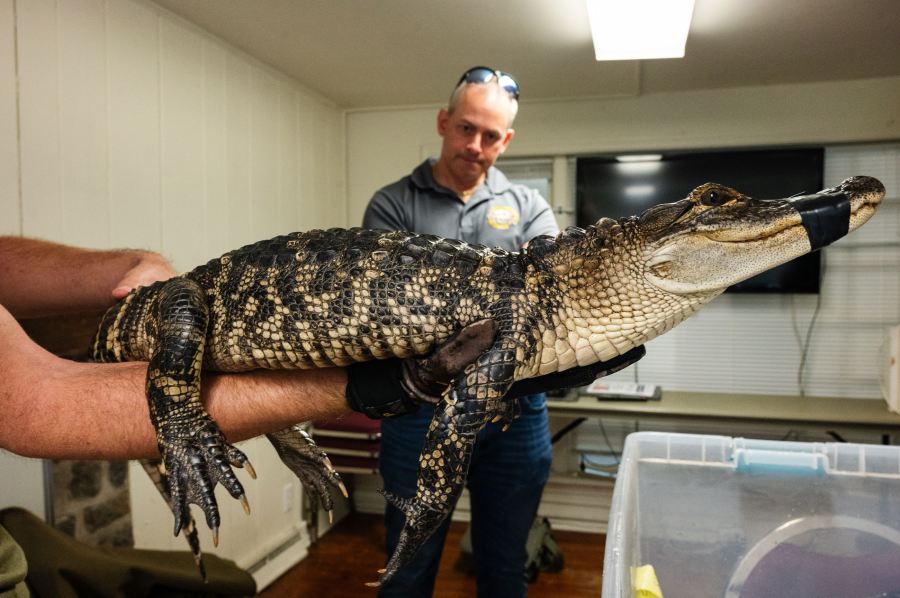 Alligator rescued from Bucks County lake