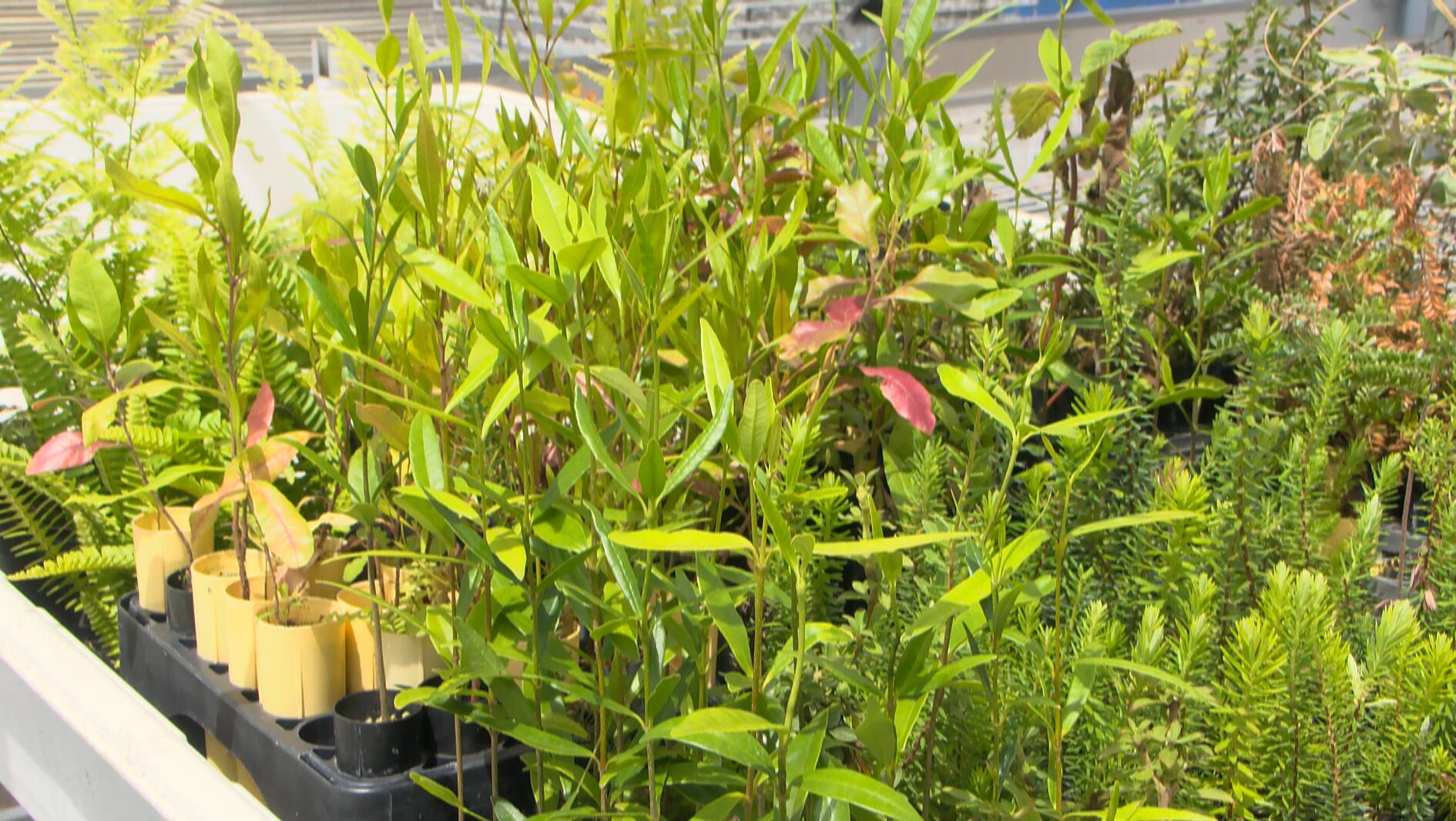 Native plants part of wildfire recovery plan in Kula