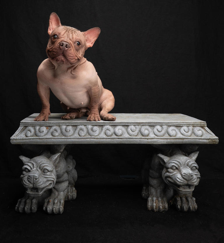 Meet the 2025 'World's Ugliest Dog' Contest Winner, Petunia