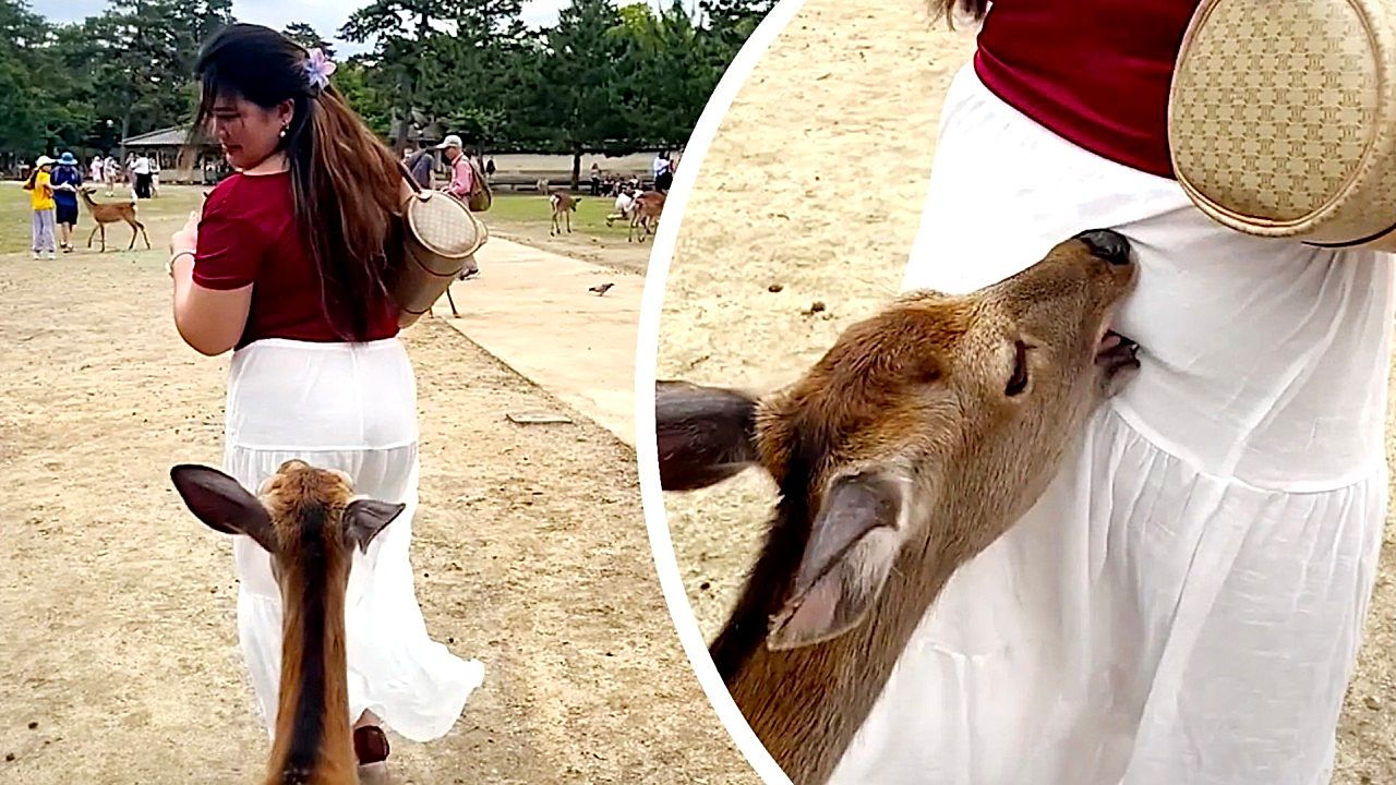 Cheeky deer bites tourist's bottom at Japan's famous Nara Park