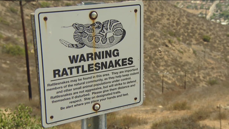 San Diego's summer heat shifts rattlesnake behavior, moods. What to know: