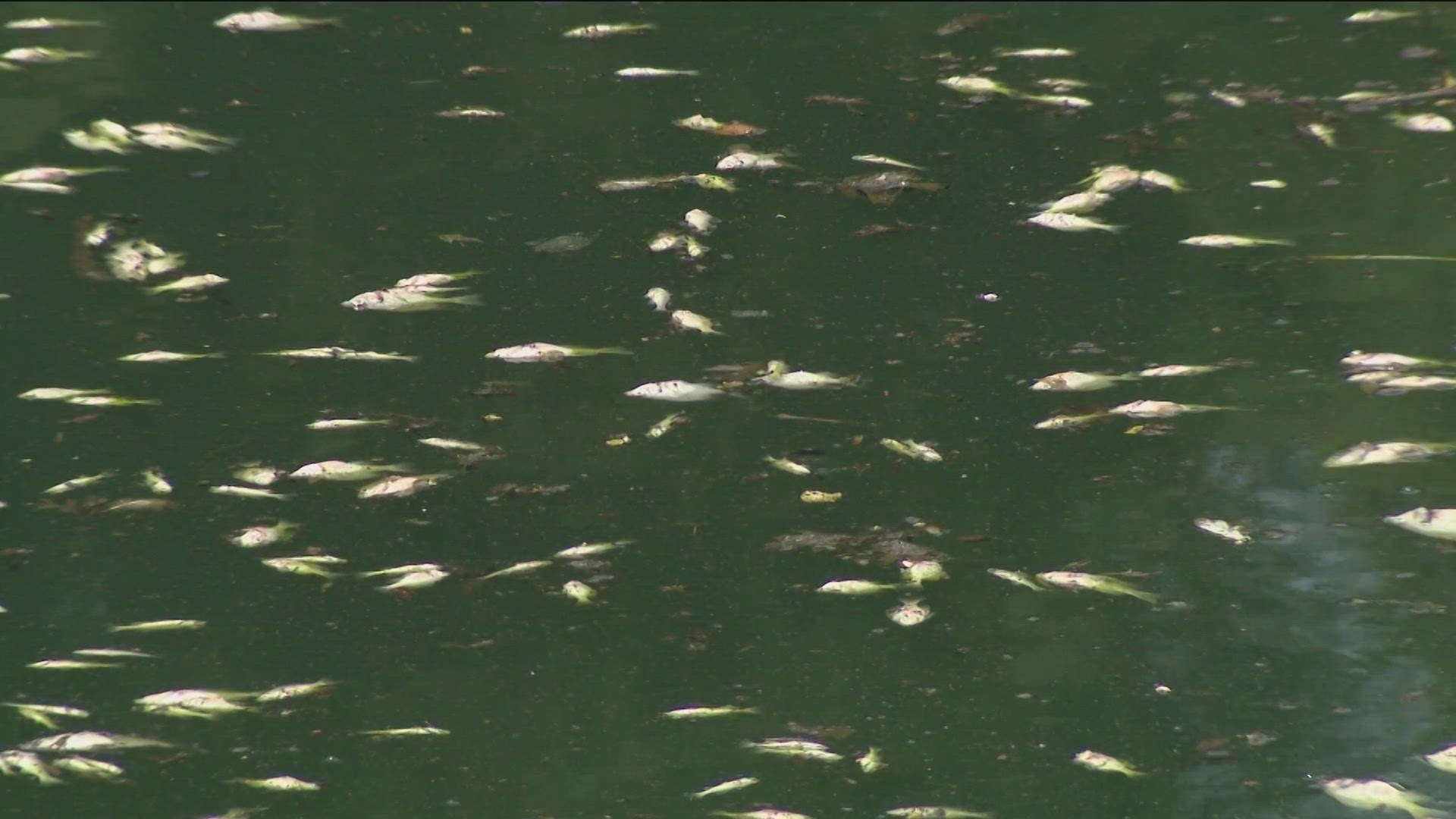 Here's what likely caused dead fish to pop up in Austin's Mueller Lake Park