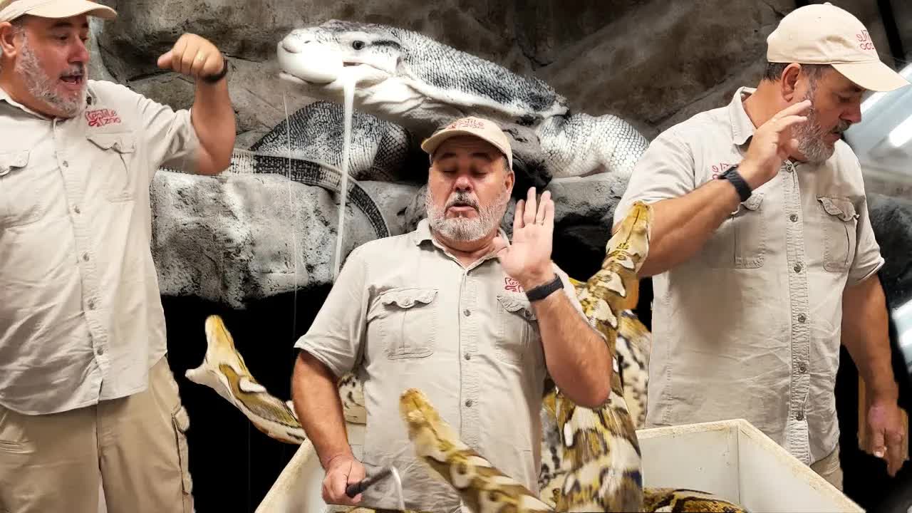Angry Momma Python Defends her Snake Eggs