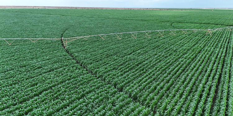 Ruto Gives Abu Dhabi Billionaires 180,000 Acres of Galana Kulalu Land