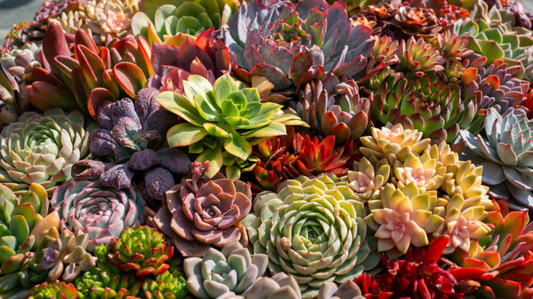 How To DIY A Conversation-Worthy Succulent Ball For Your Garden