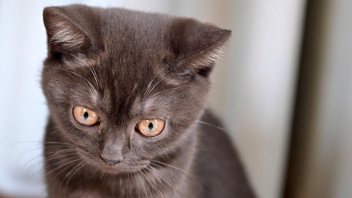 8 signs that your cat needs to go to the vet immediately