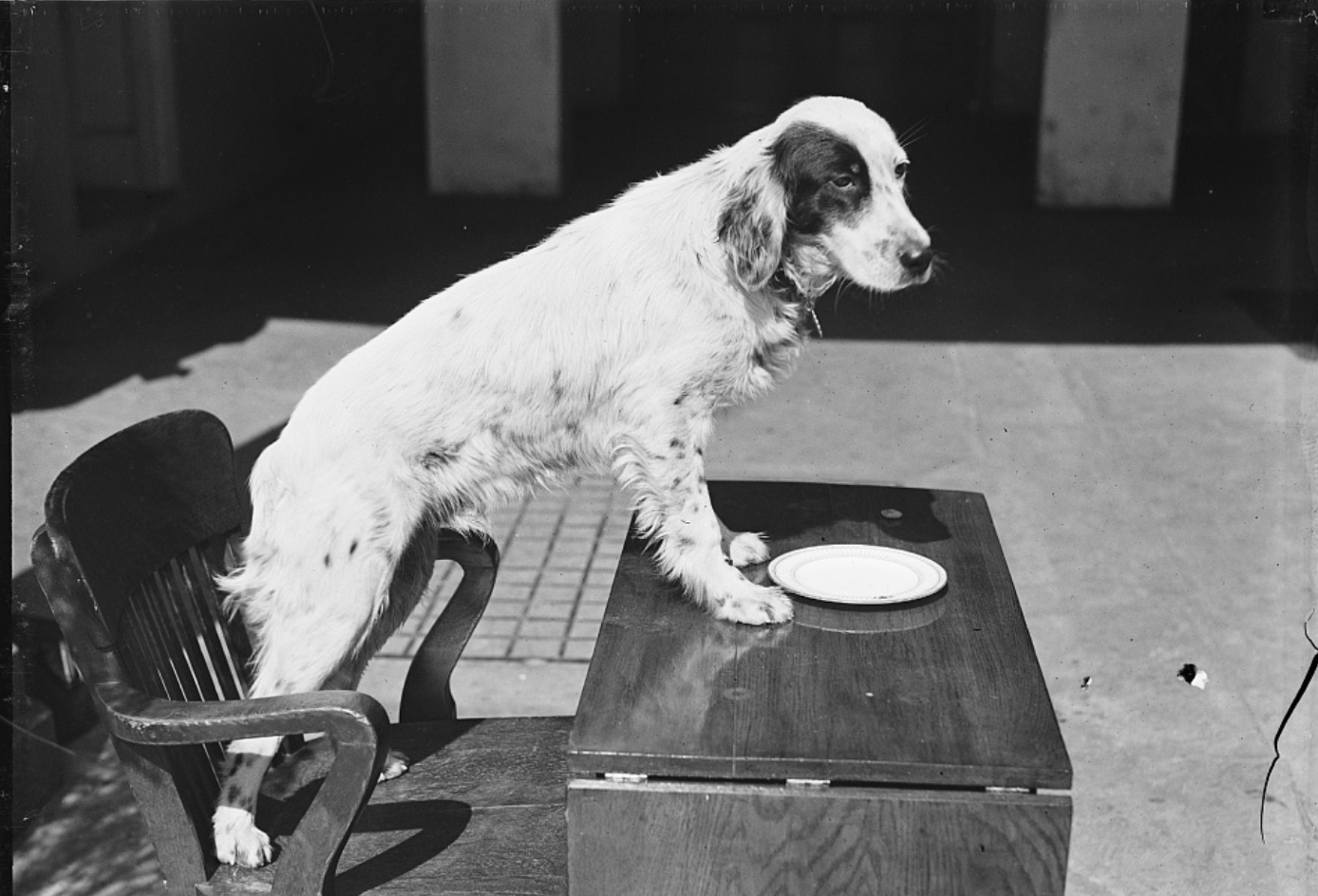 From the photo archive: 14 artifacts & paintings of our beloved pets