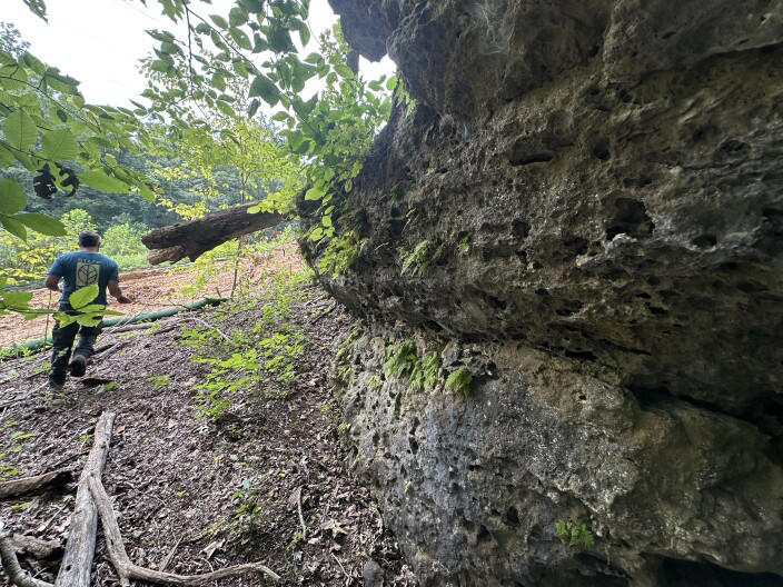 Forest cleared for long-embattled pipeline through Bernheim Forest ...