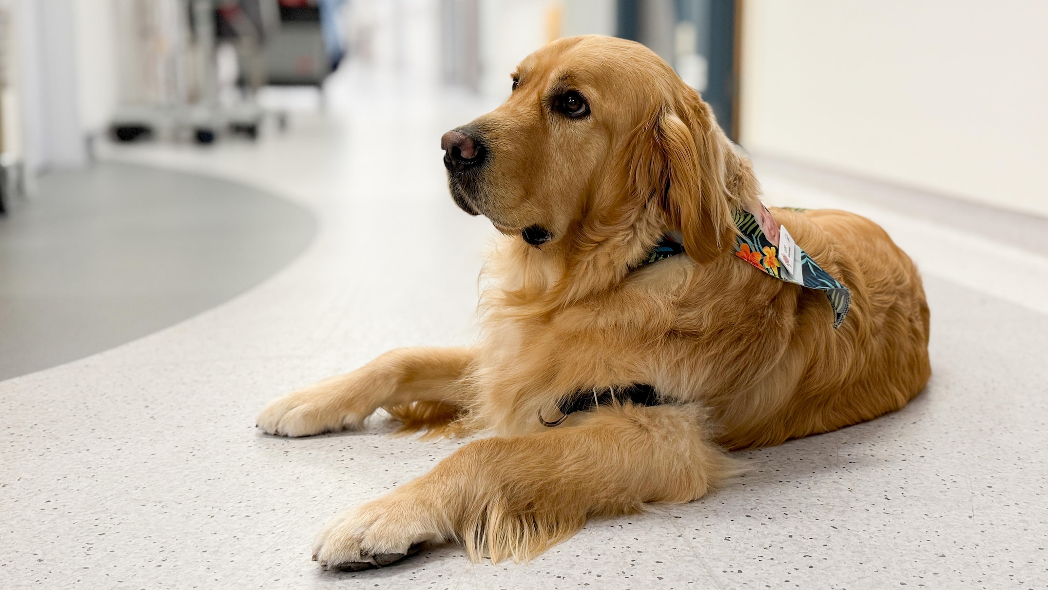 Veteran's lifesaving PTSD service dog brings comfort to Bunbury ...