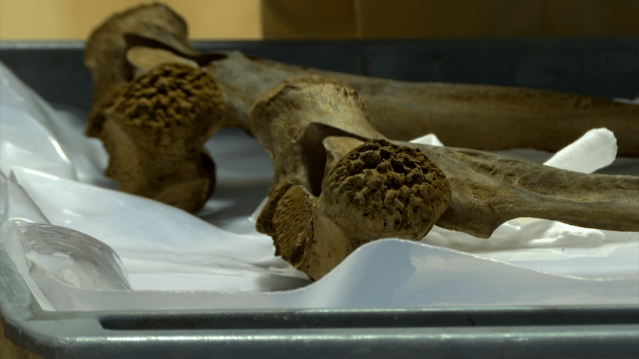 3 years after Kent County discovery, mastodon exhibit to open at GRPM
