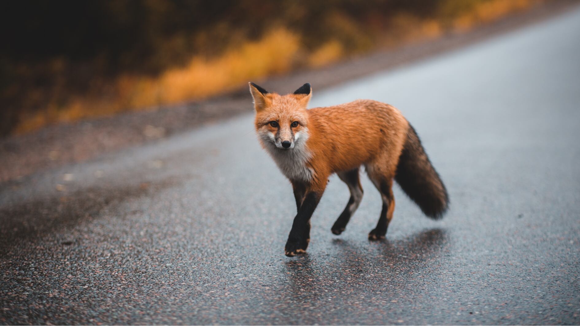 Rabid fox attacks, bites Atmore resident, ADPH says