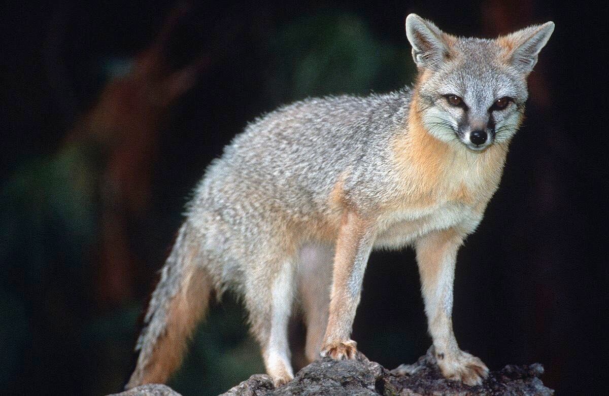 Franklin County fox tests positive for rabies