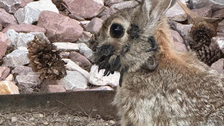 Rabbits with 'tentacles' or 'horns' growing from their heads spotted in ...