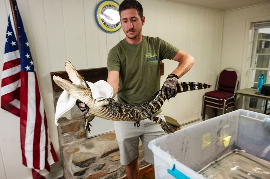 Alligator rescued from Bucks County lake