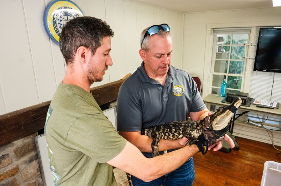 Alligator rescued from Bucks County lake