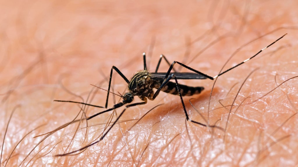 Bird tests positive for West Nile virus in Ventura County, according to ...