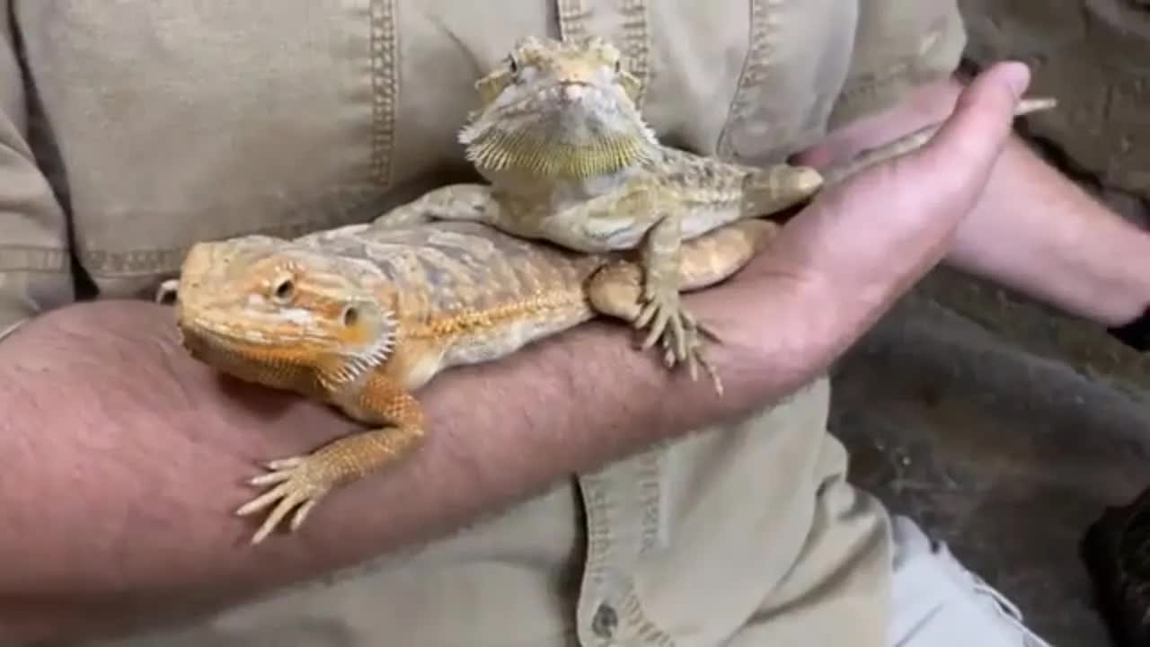 Cold blooded animals & their body temperature