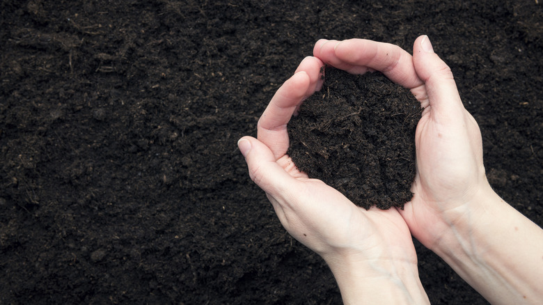 What's Really In Your Topsoil (And Why Your Garden Cares)
