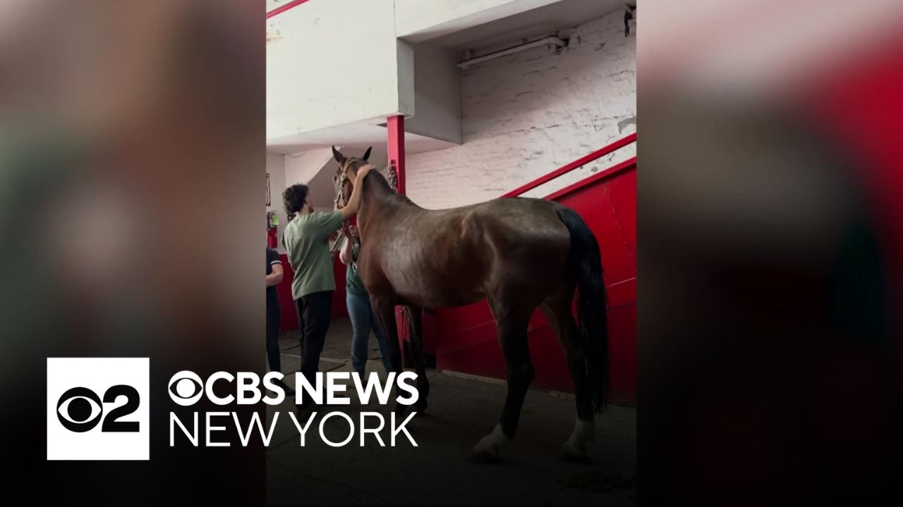 Necropsy reveals cause of death for NYC carriage horse who collapsed