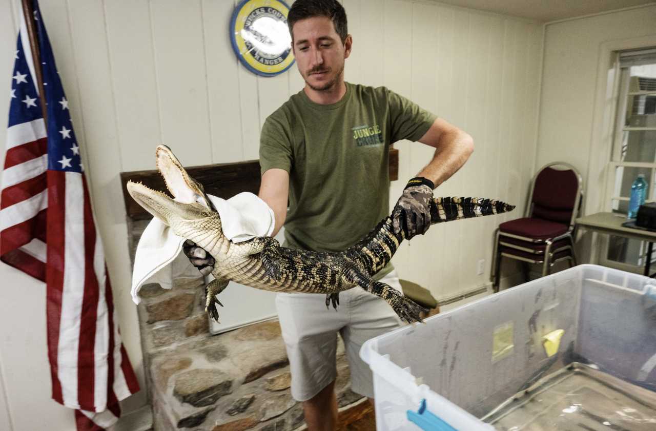 Small Alligator Captured From Pennsylvania Lake By Florida Wildlife Expert
