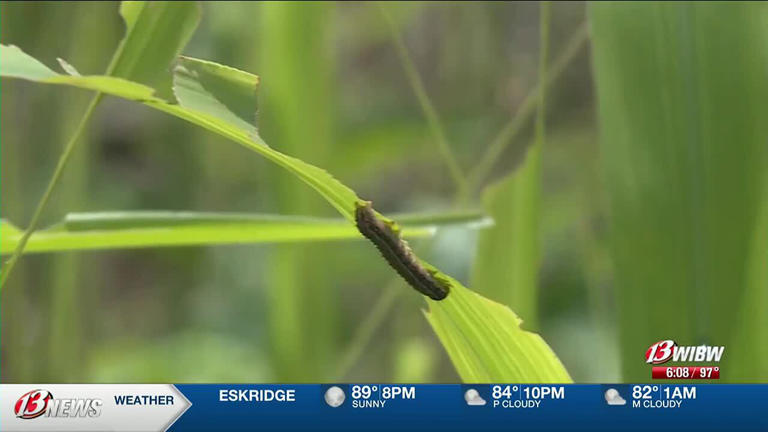 Armyworms reported in northeast Kansas