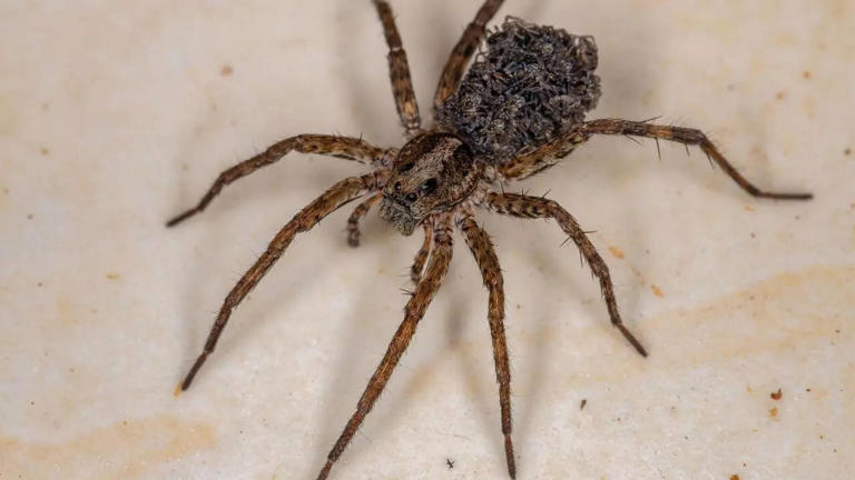 Facts about spiders that show their unique powers beyond the cringe we ...
